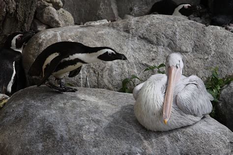 Toronto Zoo Penguins