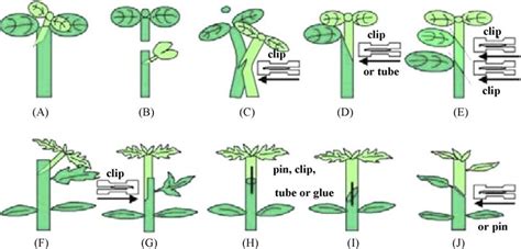 Major Grafting Methods In Cucurbits And Solanaceous Vegetables A And