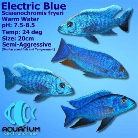 Blue Regal Peacock Cichlid Aulonocara Stuartgranti Cobue 5cm