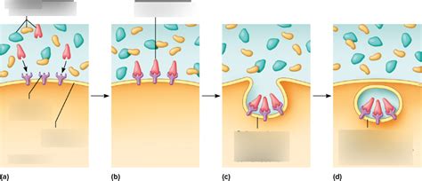 Different Types Endocytosis Receptormediated Endocytosis