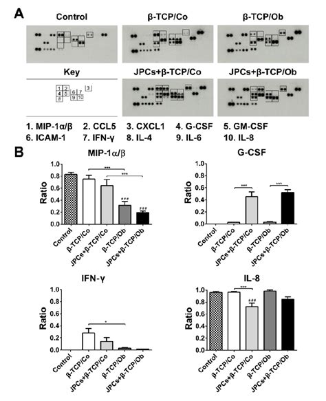Protein Expression Of Macrophage Inflammatory Proteins 1αβ Mip 1αβ