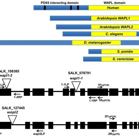Pdf Arabidopsis Thaliana Wapl Is Essential For The Prophase Removal