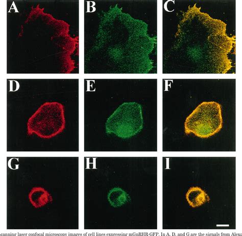 Figure 1 From Characterization Of An Intrinsically Fluorescent Gonadotropin Releasing Hormone