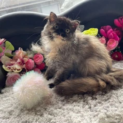 スコティッシュフォールド 折れ耳 女の子 子猫一覧 神奈川県で猫ブリーダーなら安心のdandc