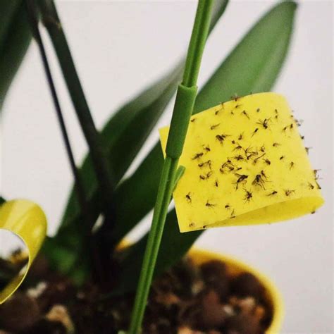 Lmtodlfg 50 Pack Sticky Houseplant Traps Stakes Yellow Insect Trap Fungus Gnat Sticky Trap For