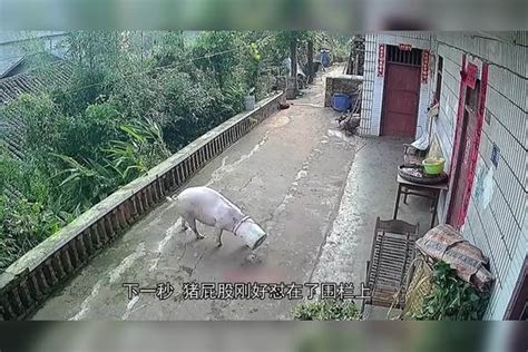 大肥猪被桶卡住脑袋下一秒意外发生若不是镜头拍下谁敢相信 肥猪 镜头 脑袋
