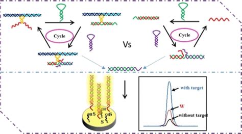 Versatile Electrochemiluminescence Biosensing Platform Based On Dna Nanostructures And Catalytic