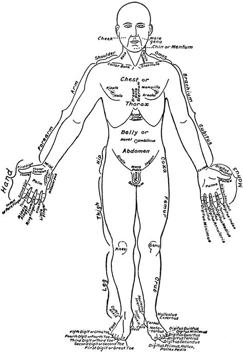 Human Body Parts Diagram With Label