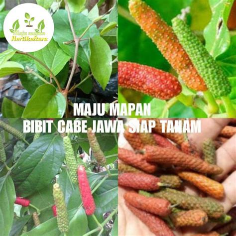 Jual Bibit Cabe Jawa Cabai Jawa Super Shopee Indonesia