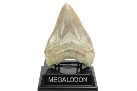 Serrated 5 23 Fossil Megalodon Tooth Indonesia 226251 For Sale