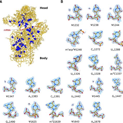 Rrna Modifications In The Body Domain A Rrna Modifications Within