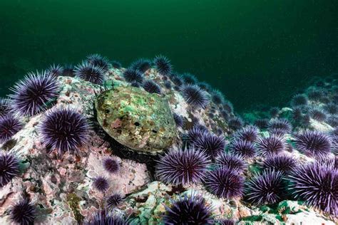 10 Little Known Facts About Abalone