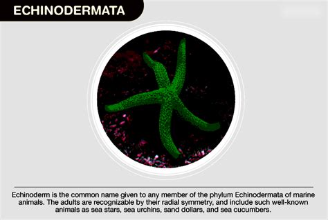 Echinoderms Characteristics Echinoderms Characteristics