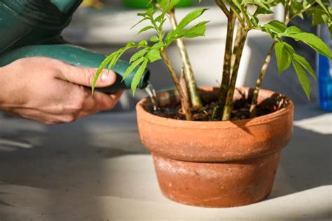 Gardening Central Mass Some Bugs Are Helpful To Crops