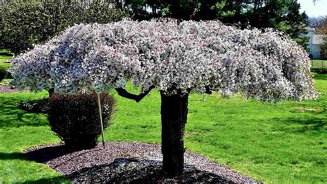 How To Plant Grow And Care For Weeping Cherry Tree Planet Natural