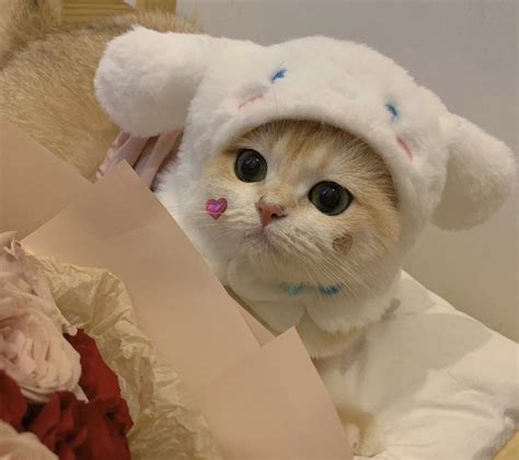 Pin On Kitties