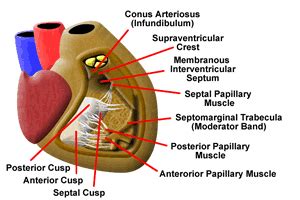 Anatomy Of The Tricuspid Valve