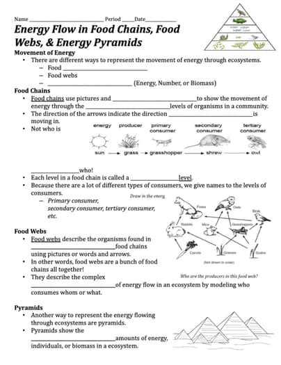Food Web Food Chain And Energy Pyramids Guided Notes Ecosystems