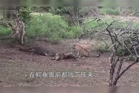 作死野猪想抢鳄鱼的食物，结果鳄鱼怒了，镜头记录全过程鳄鱼结果食物