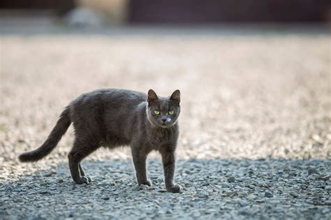 My Cat Ran Away What Should I Do