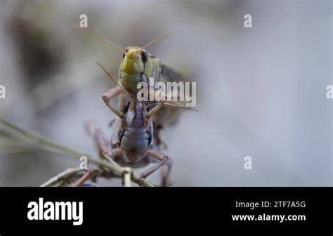 Grasshopper Bug Stock Videos And Footage Hd And 4k Video Clips Alamy