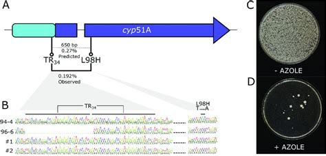 Sexual Recombination Consistently Produces Recombinant Cyp51a Download Scientific Diagram