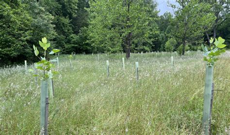 How The Program Works The James River Buffer Program James River