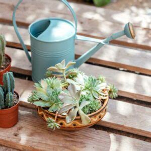 String Of Bananas Senecio Radicans All You Need To Know