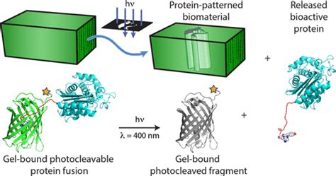 Genetically Encoded Photocleavable Linkers For Patterned Protein