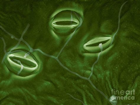 Stomata On Pear Leaf Esem Photograph By Scimat Fine Art America