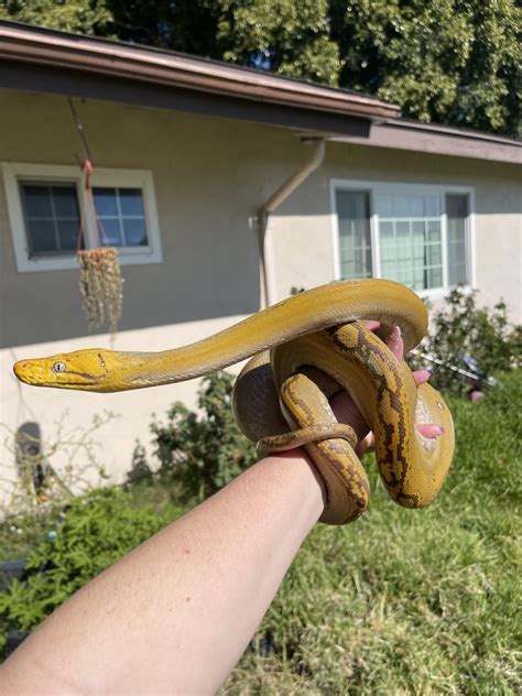 Retic Morph Id Rsnakes