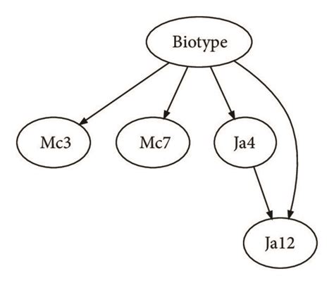 the citcan classifier for the facial biotype dataset using only four
