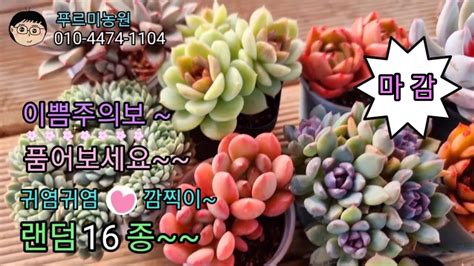 ️품지않으면 후회할만큼 이쁜아이~오늘은랜덤16종입니다~ 다육식물 온풍기기온차 대전다육 반려식물 음성다육 전국다육진천다육천안다육한파붉은악마다육난방공기