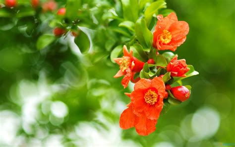 Free Best Pictures Pomegranate Flower Wallpapers Pomegranate Flower Pictures