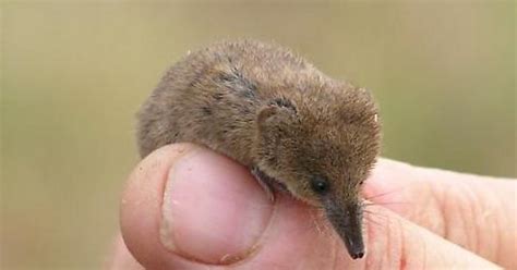 Pygmy Shrew Imgur