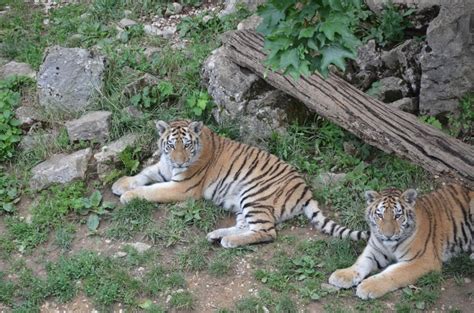 Combien de kilos de viande sont donnés aux animaux en une année macommune info