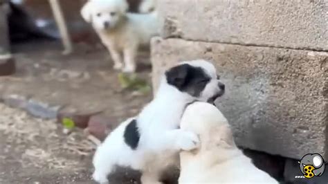 بامزه ترین دعوا بین توله سگ های چند ماهه فیلو