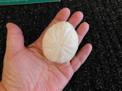 Fossil Sea Urchin Calcified Fossils And Artifacts For Sale Paleo
