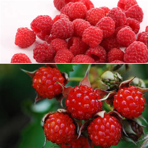 2000 Red Raspberry Seeds Rubus Idaeus Bush Fruit Seeds Ebay