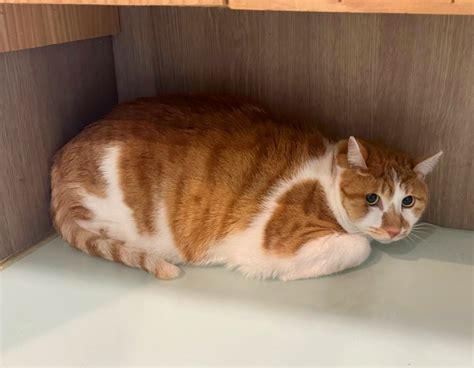 코리안숏헤어망고 고양이책임분양 강아지분양 고양이분양 컴투펫 시츄 셔틀랜드쉽독 말티푸 미니핀 치와와 요크셔테리어 포메라니안 말티즈 분양