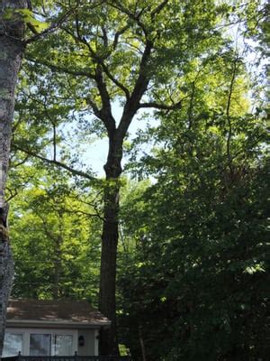 MAPLE LEAF TREE SERVICE Updated October 2025 25 Photos 12 Reviews 3 Owens Ct Hampstead