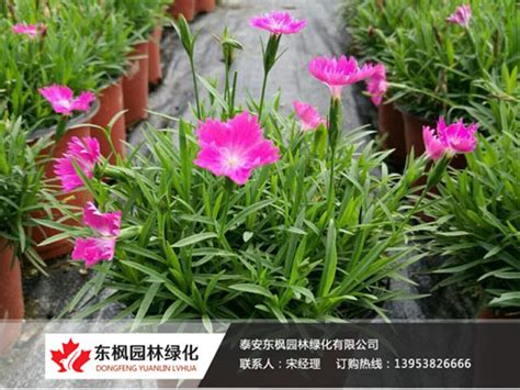 欧石竹的栽培繁殖方法