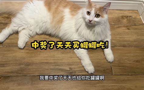 我这是要走运了，赶紧买彩票，怎么花都想好了，就等去领奖了哈哈 Zane妈 Zane妈 哔哩哔哩视频