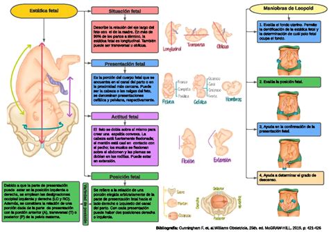 Aborto Etiología Clasificación Y Etapas Clínicas La Palabra Aborto