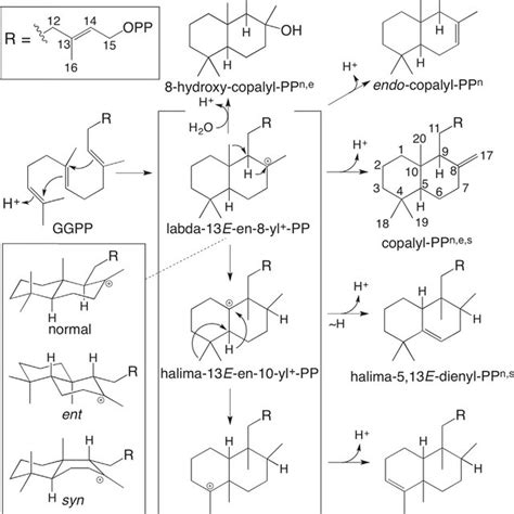 Pdf Extreme Promiscuity Of A Bacterial And A Plant Diterpene Synthase
