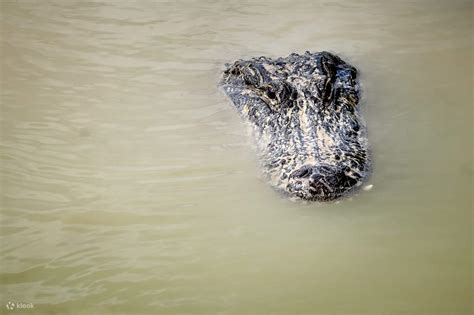 Everglades Airboat And Gator Experience Klook