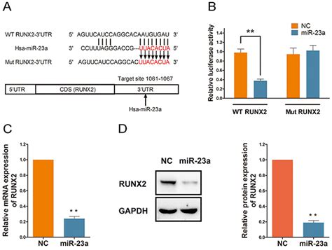 Mir 23a Targets Runx2 And Suppresses Ginsenoside Rg1 Induced