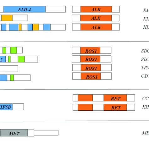 Schematic Representation Of Gene Fusions Reported In A Routine Sample