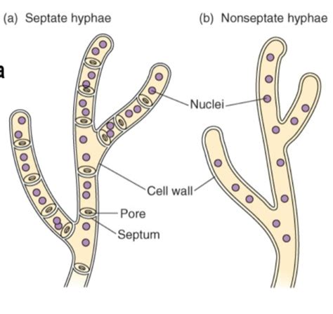 Chapter 2 Eukaryotic Microorganisms The Fungi Flashcards Quizlet