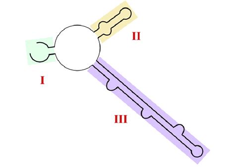 The Putative Secondary Structure Model Of The Its2 Transcript In